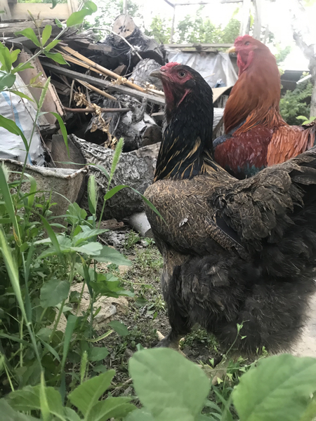 xoʻroz tovuqlar sotiladi