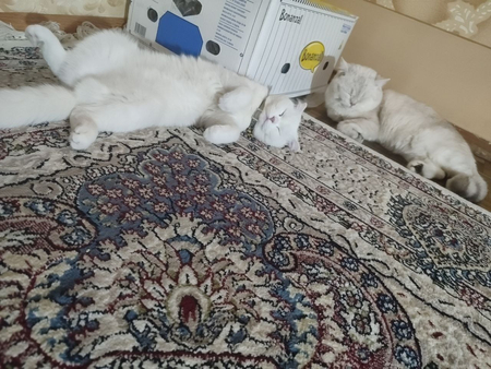 Тоза конли мушукчалар