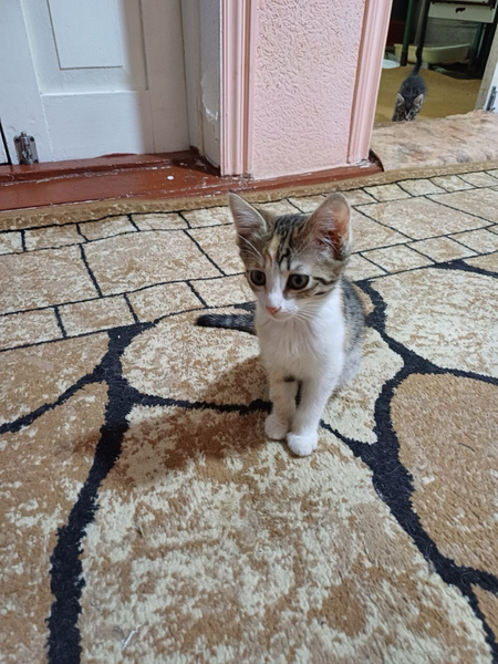 Отдам котят в добрые руки