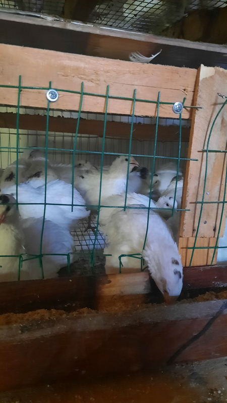 Белый гигант беданалар сотувда