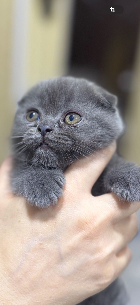 Котёнок породистый, вислоухий, скоттиш фолд
