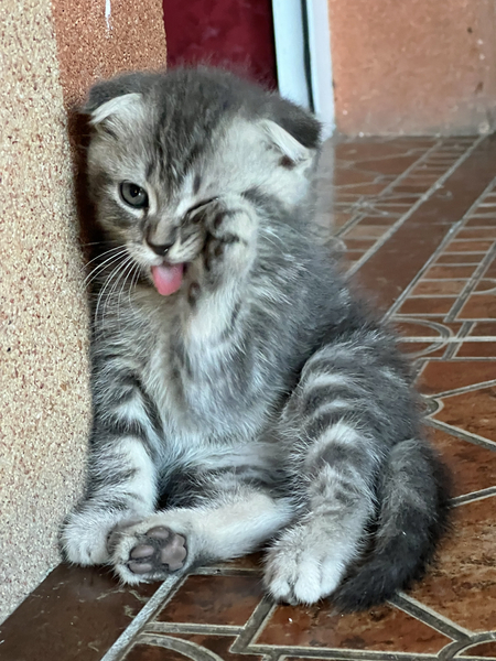 Скотиш фолдь