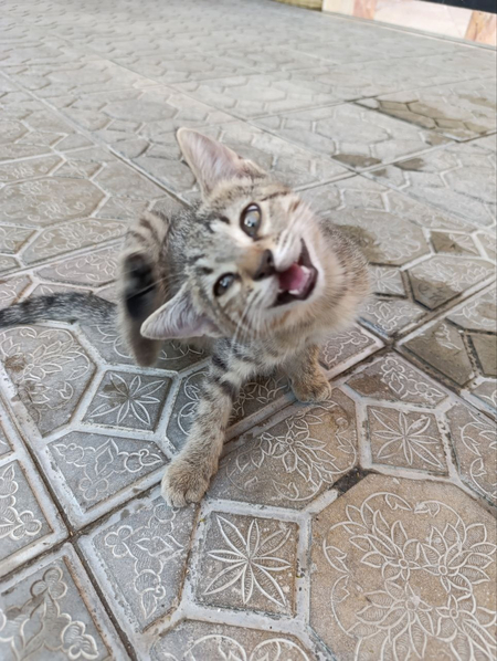 Отдам котят в хорошие руки, проглистованы
