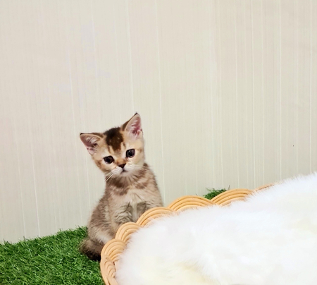 Котята шотландские