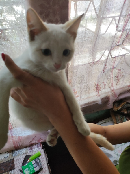 Котенок белый с голубыми глазами