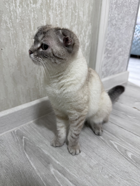 Скотиш фолд киз бола