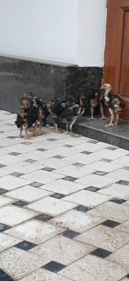 Shamo jojalari narxini kelishamiz