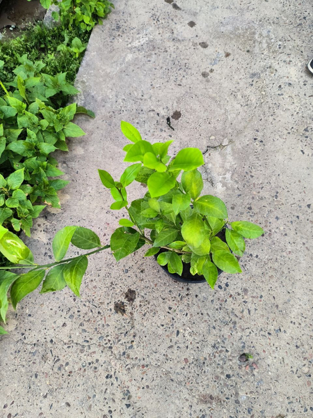 Limòn kòchati bor