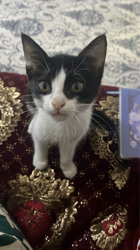 Котёнок очень красивый чёрно-белый