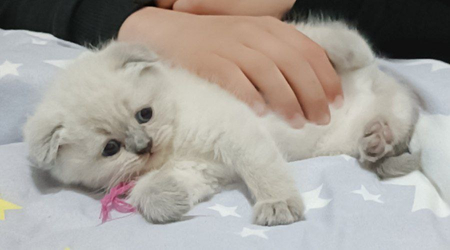 Котенки скоттиш-фолд и Скоттиш-страйк 2 месяца