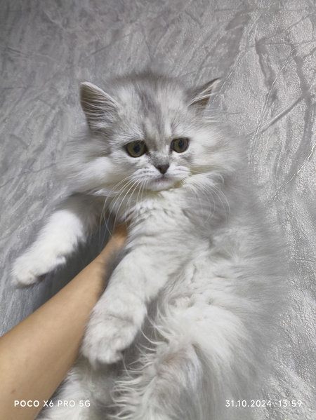 Котенок британский