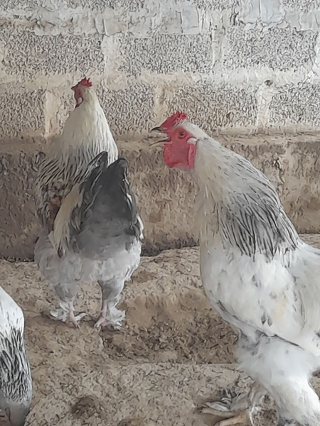 Продаются инкубационные яйца породы брама  светлая и пёстрая