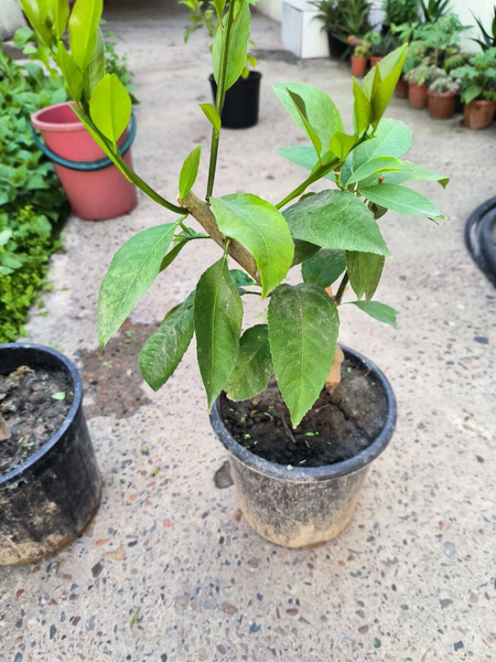 Limòn kòchati bor