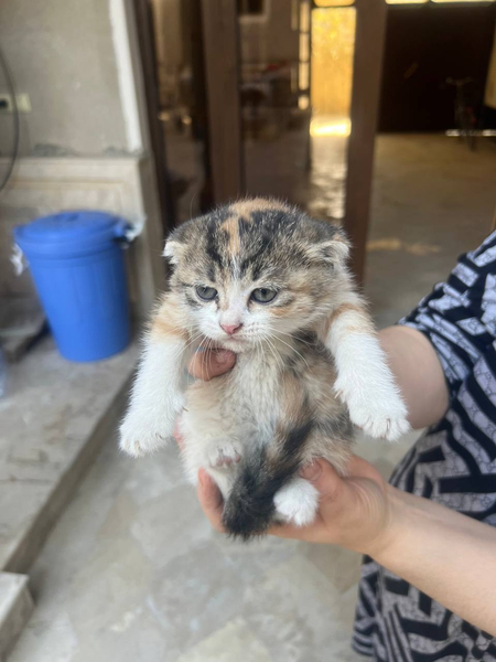 Котята/ мушукчалар