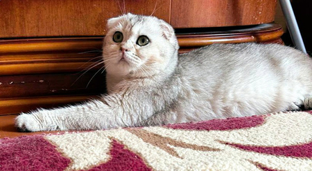 Продаётся шотландская девочка