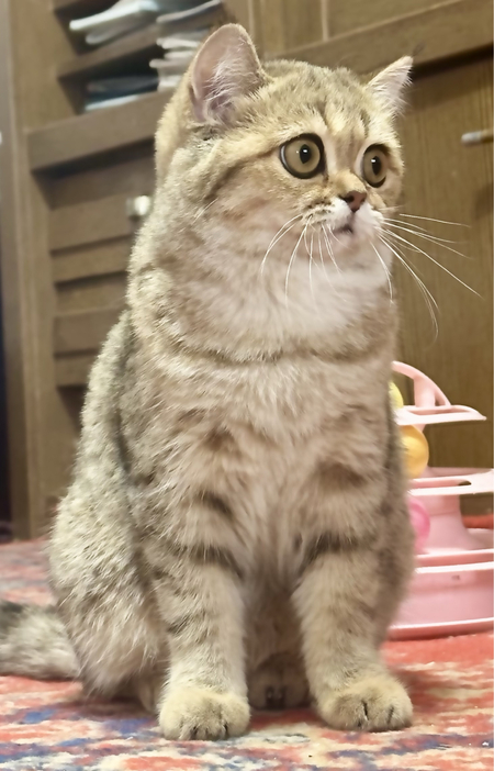 Золотая шиншилла.Девочка.