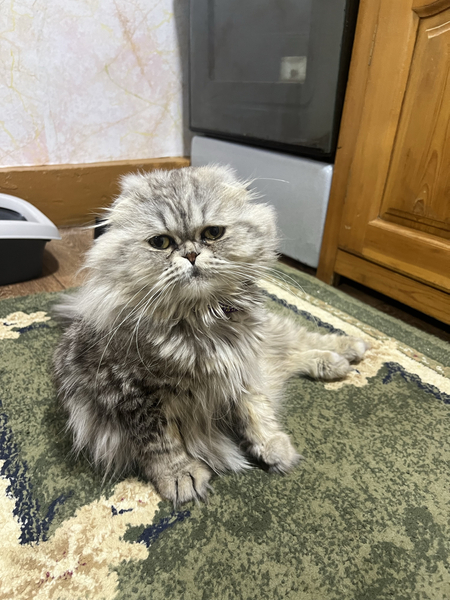 Продаётся Персидский кот