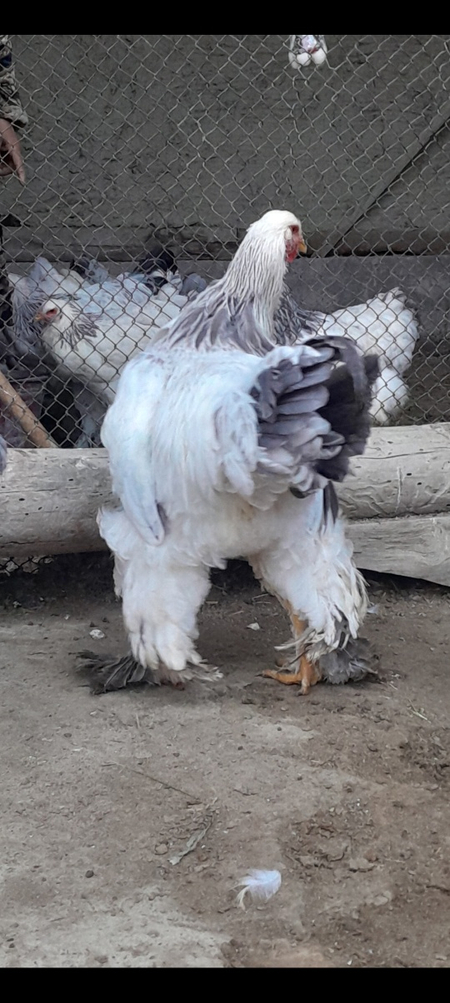 Brama xòrozlari sotiladi