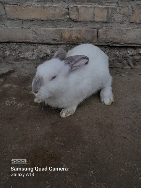 Quyonlar 7ta uch oylik.