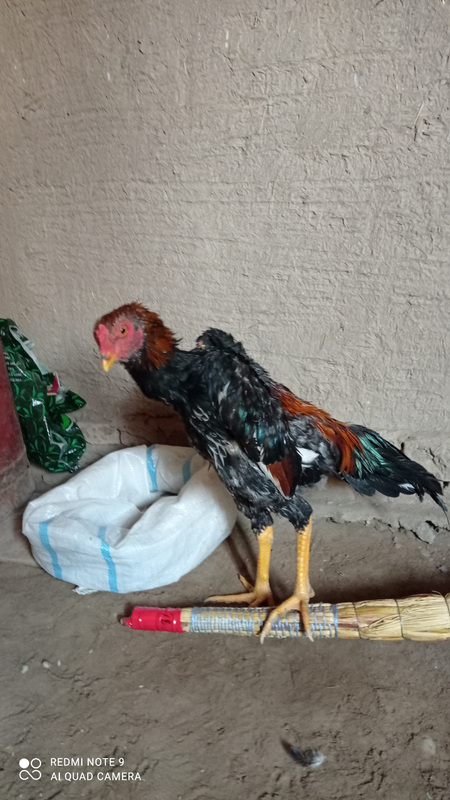 Chuja sotiladi 12 aprelda chiqgan