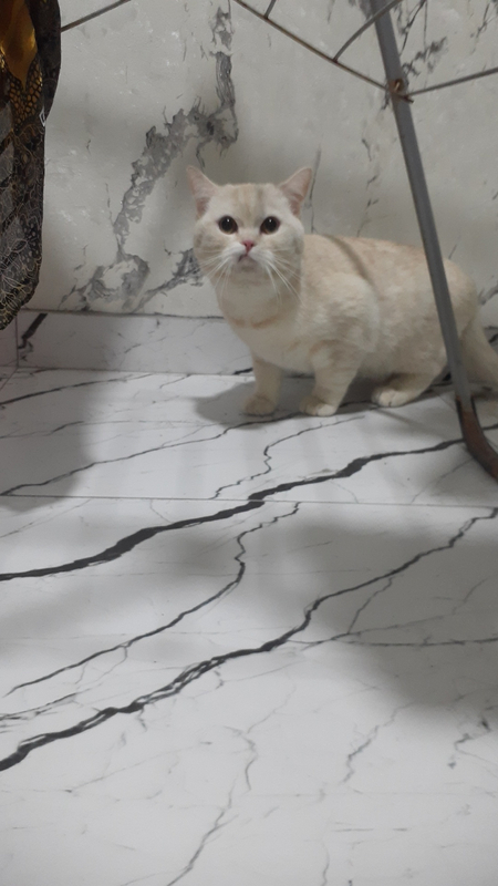 Mushuk shinshila