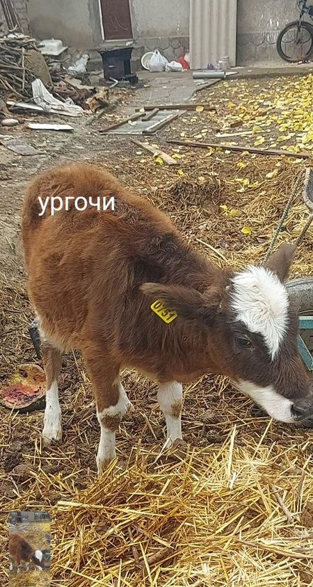 Бузок срочна эркак 1 та соглом