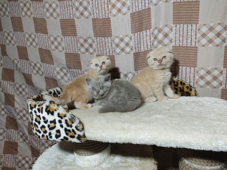 Scottish fold va straytla sotiladi