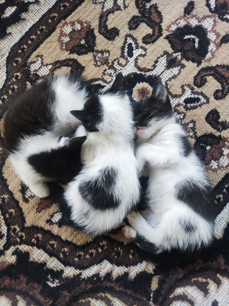 Котята в добрые заботливые руки
