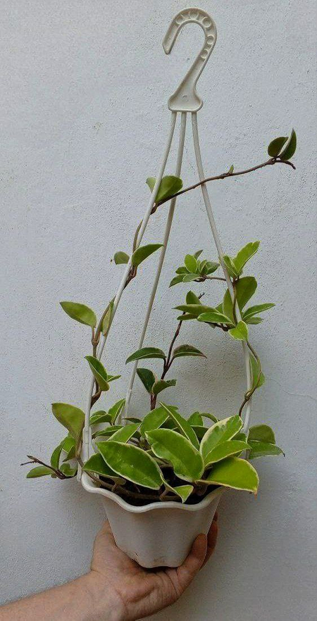 Хойя (Hoya Crimson Queen ). Вариегатный экзотический сорт хойи.