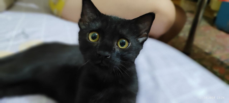Котенок кошечка киса кот кошка