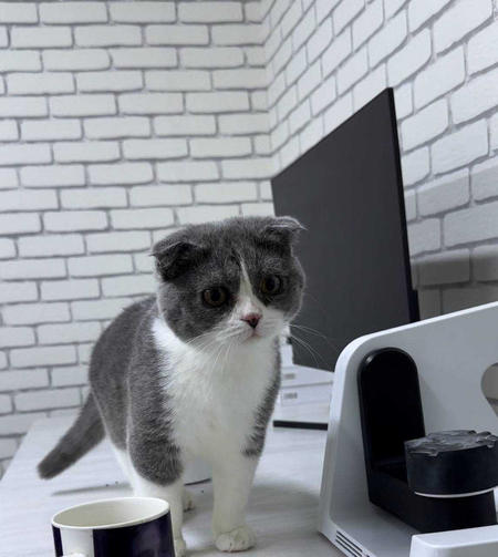 Tozza zotdor Scottish fold 6 oylik ug'il bola