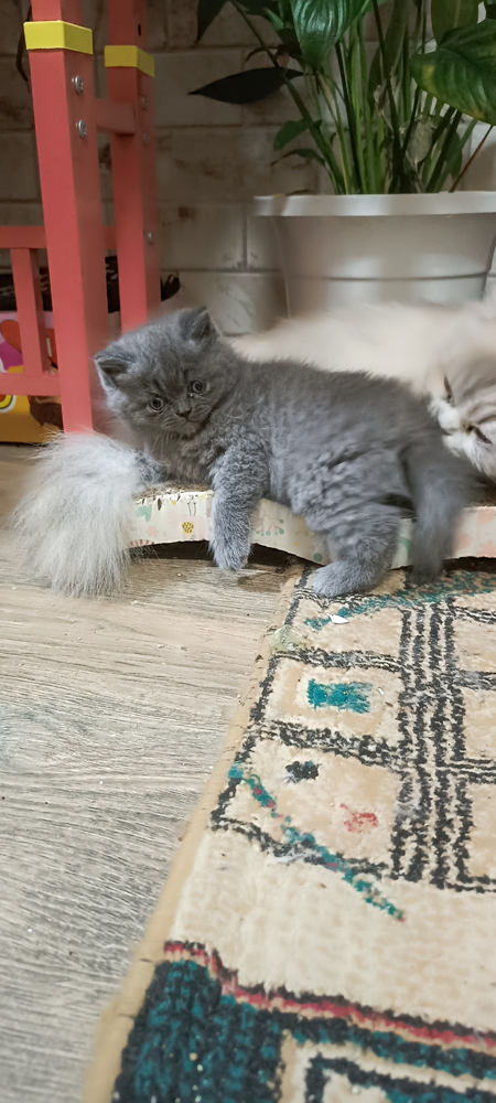 Шотландские котята