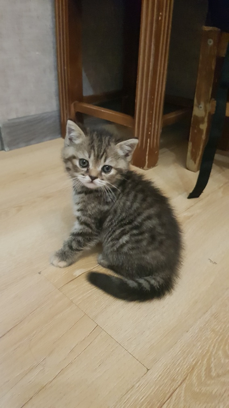Котята Скотиш Страйт