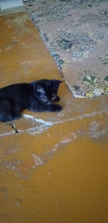 Кот,та о дам бесплатно