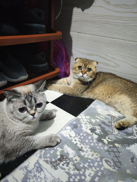 Скотиш фолд и страйты. Шиншила
