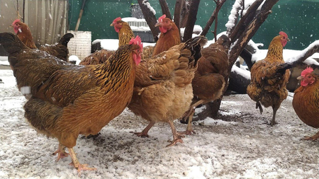 Цыплята породы кучинская юбилейная