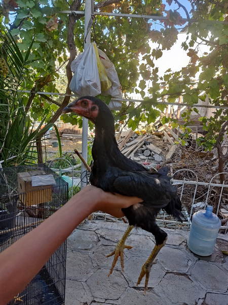 Kulangi jo'jalar sotiladi