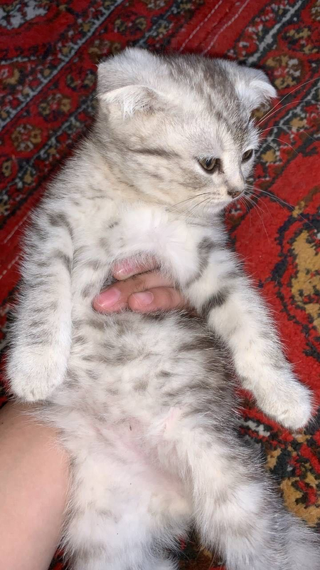 Кошка продаётся 2 месячные