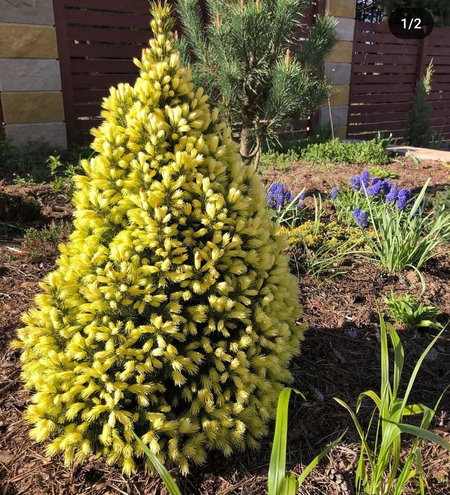 Picea glauca Daisy white