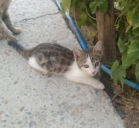 Отдам котят в хорошие руки