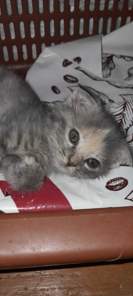 Продам котят .Вислушки .