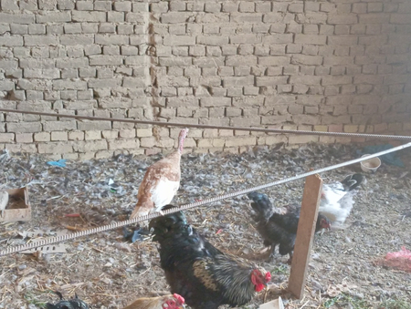 7 ta brama 2ta joʻjasi 3 induk 8 ta jojasi
