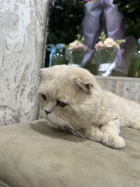 Вязка бесплатно скотиш флод