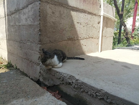 Отдам даром маленького котяту