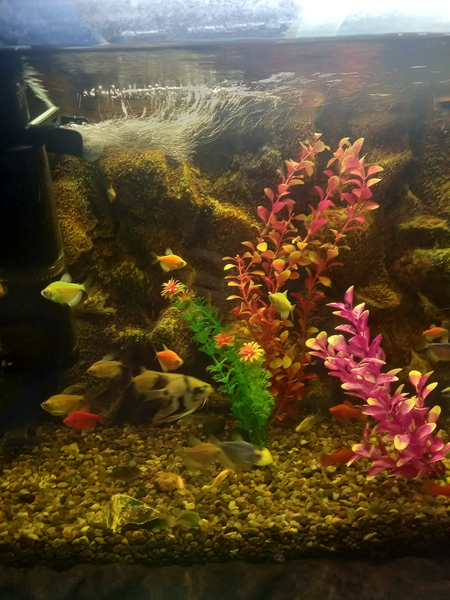 Akvarium baliqlari bilan