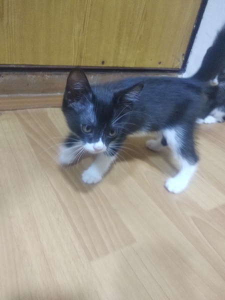 Отдам котят в добрые руки