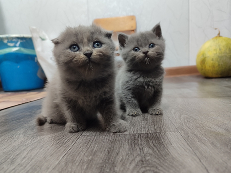 Продаю котят фолд и страйт