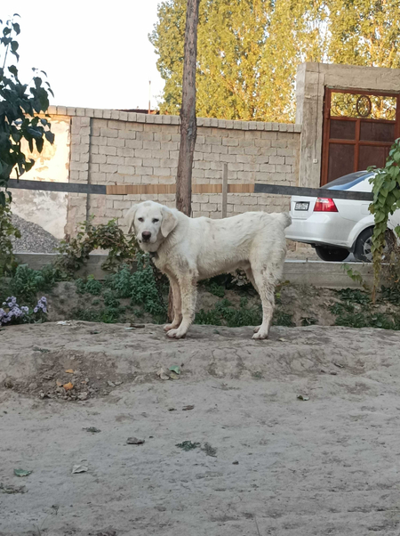 Щенки Алабайа. .
