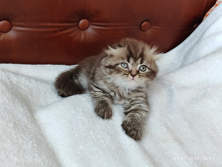 Продается Шотландский Скоттиш фолд мальчик