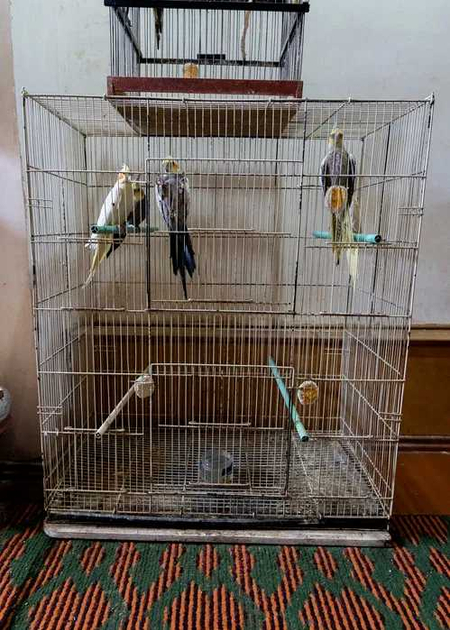 Продаются Карелла